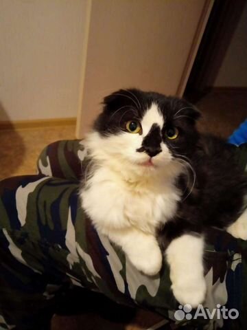 Вислоухий котик