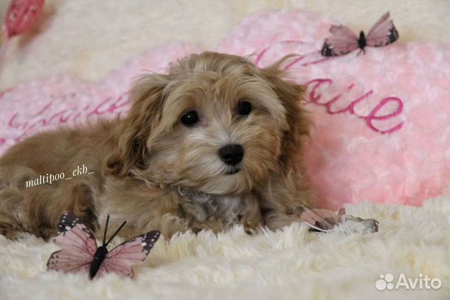 Мальтипу ф1 с документами