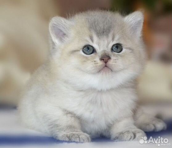 Клубные британские серебряные шиншиллы