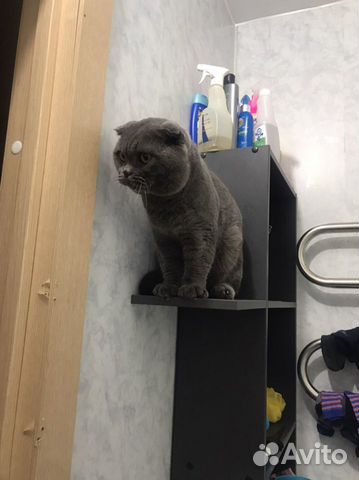 Вислоухий кот не кастрирован