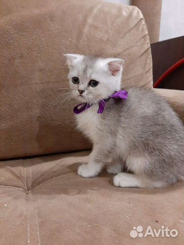 Шотландские котята по вашей цене