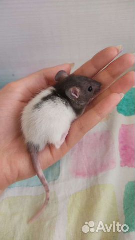 Крысята дамбо