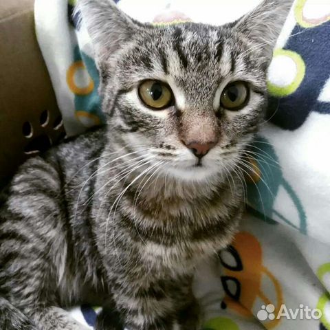 Идеальный котенок девочка