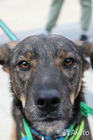 Кузя - звезда Люберец