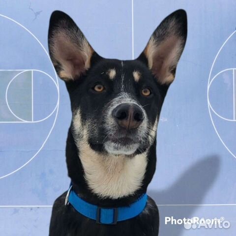 Щенок Риччи вео 7мес кастрирован