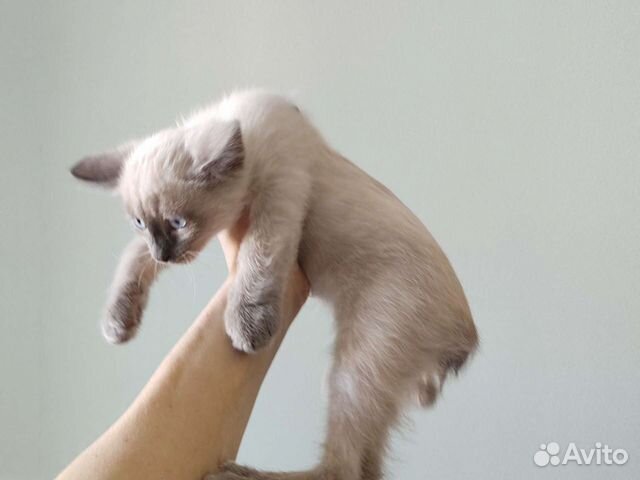 Меконгский бобтейл мальчик