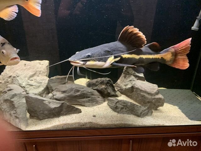 Краснохвостый сом