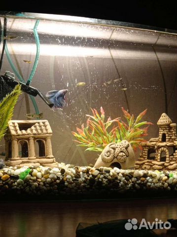 Аквариумные рыбки