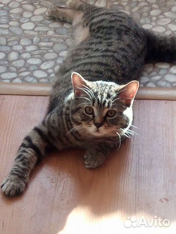 Молодой котик британец