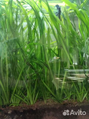 Гигантская валиснерия