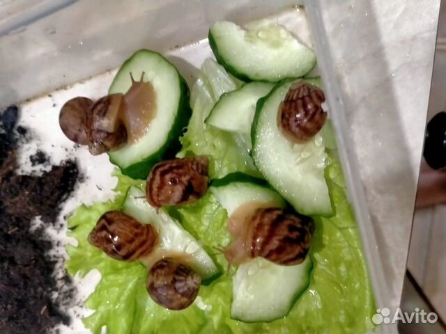 Отдам бесплатно в добрые руки улитят Ахатина Фулик