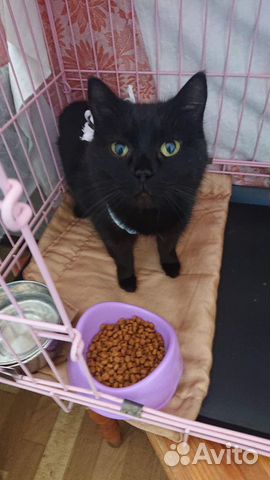 Супер-ласковая черная брошеннная кошка