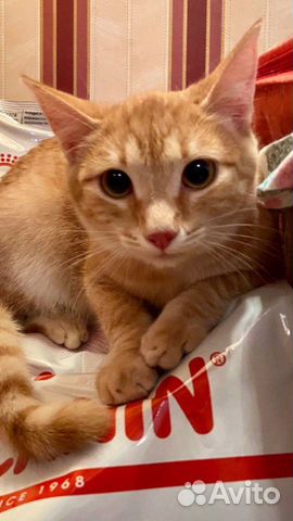 Рыжий Котёнок (девочка 6,5 мес)