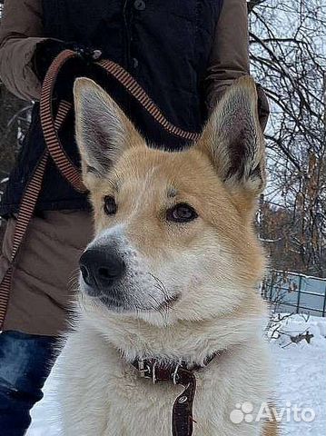 Метис лайки Лиса ищет дом