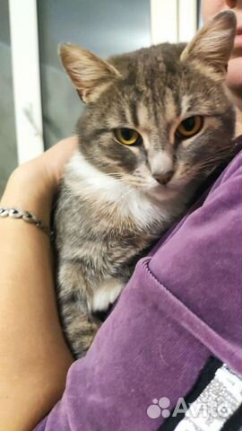 Кошечка Анфиса в добрые руки