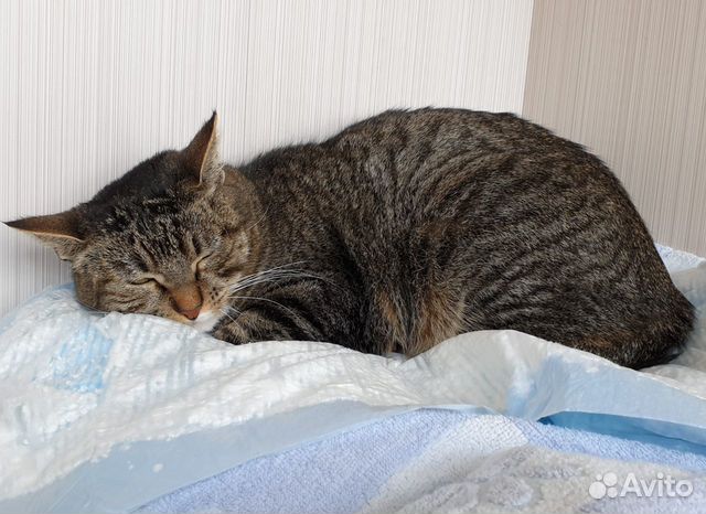 Кошечку Фа-ню отдаём ответственным людям