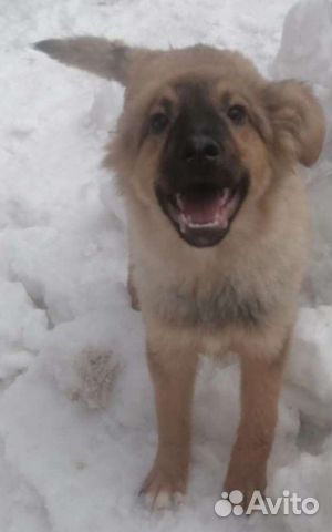 Собачка-подросток в добрые руки