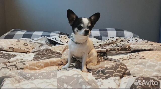 Чихуахуа девочка