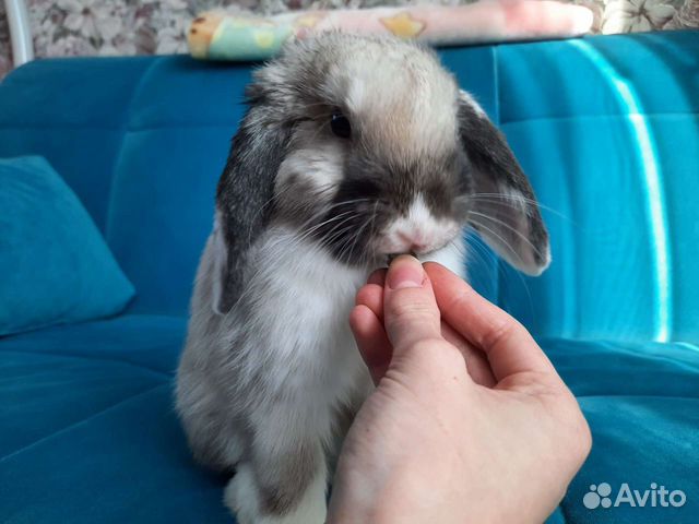 Кролик на вязку