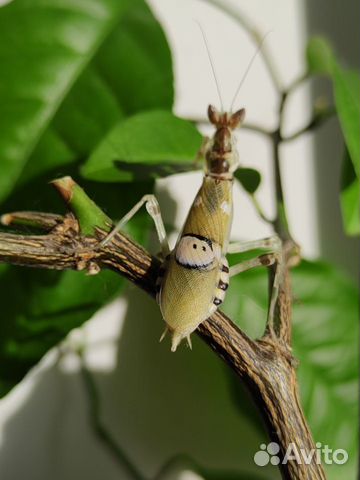 Цветочный индийский богомол (Creobroter meleagris)