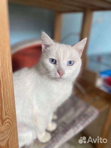 Котодети из приюта ищут своих родителей