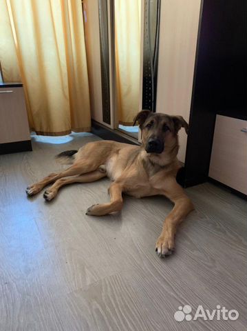 Отдам в добрые руки