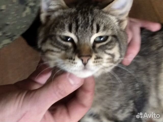 Отдам Котёнка. Любящий друг в добрые.руки