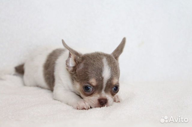 Голубоглазый мини мальчик