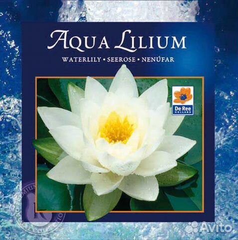 Нимфея Альбида посадочный материал