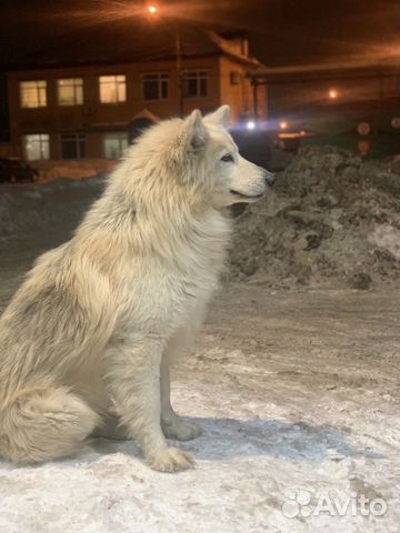 Отдам в добрые руки