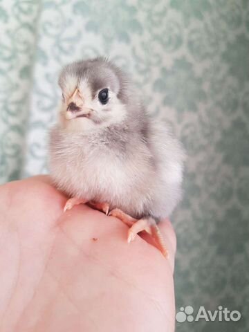 Цыплята доминант