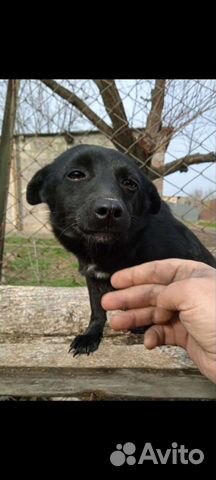 Маленькая собака в добрые руки