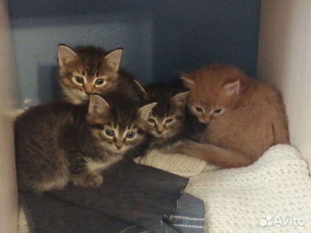 Кошка и котята в дар