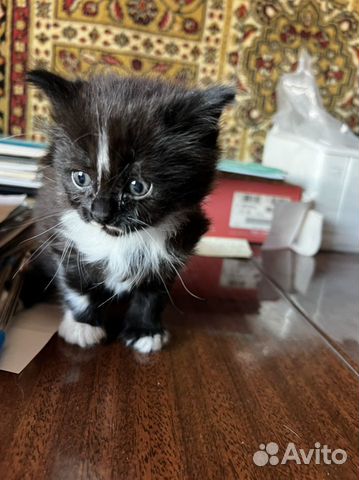 Котенок