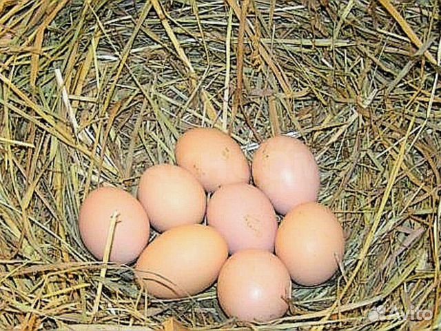Инкубационное яйцо кур Кучинская Юбилейная
