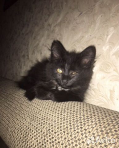 Ищем такого же котенка