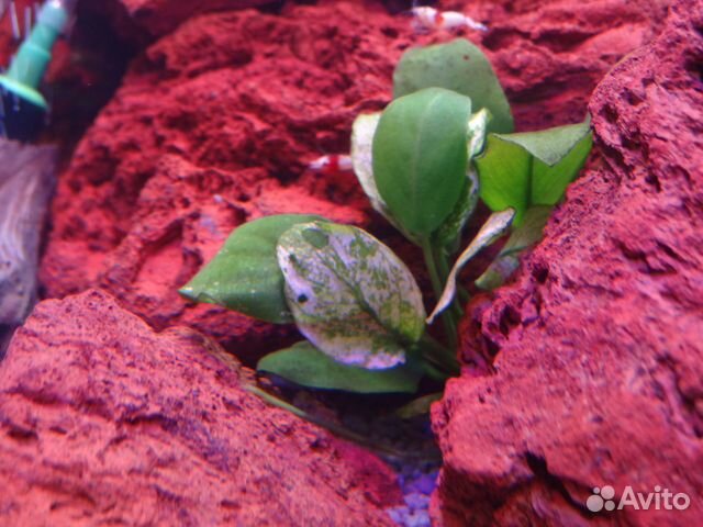 Анубиас Петит Белый (Anubias petite white)