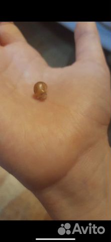 Улитки ахатины