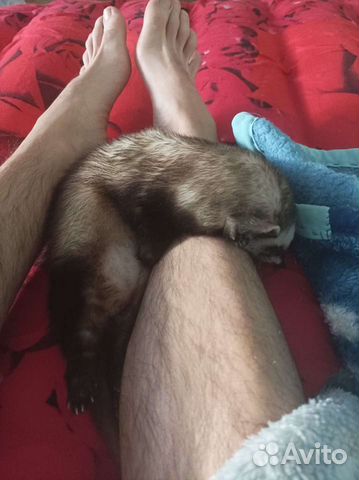 Вязка хорька