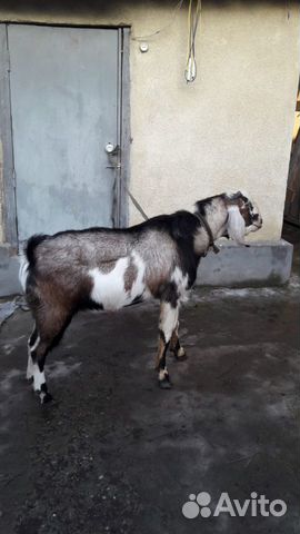 Козел нубийский, козлята