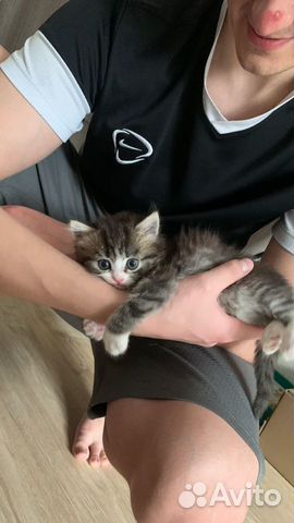Котенок девочка бесплатно