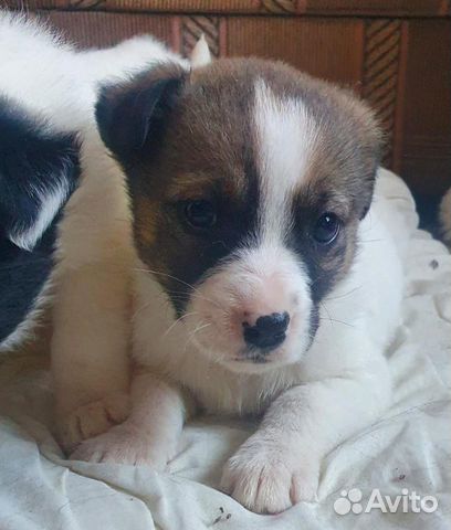 Щенки 1,5мес в добрые руки