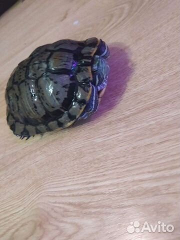 Красноухая черепаха