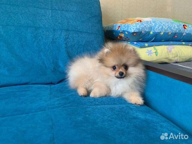 Померанский шпиц