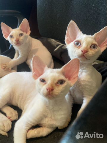 Котята девон-рекс