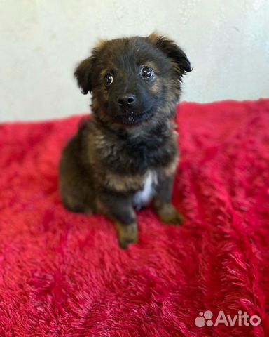 Ищет дом щенок мелкой Собачки Ричик