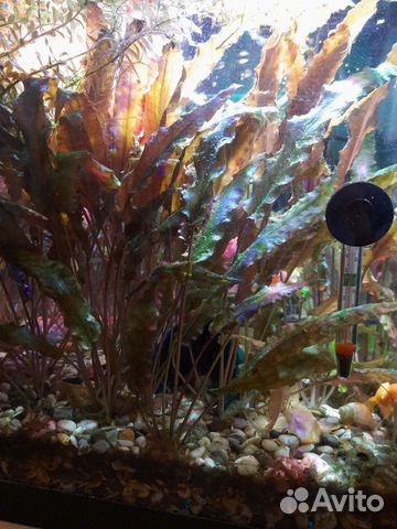 Аквариумные растения