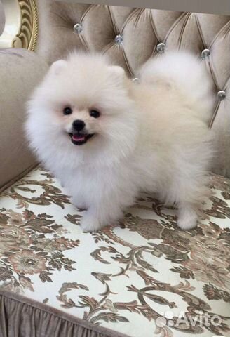 Маленькое счастье