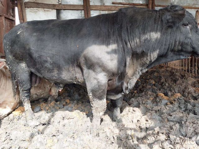 Бык на племя или на мясо