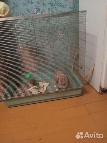 Кролик с клеткой